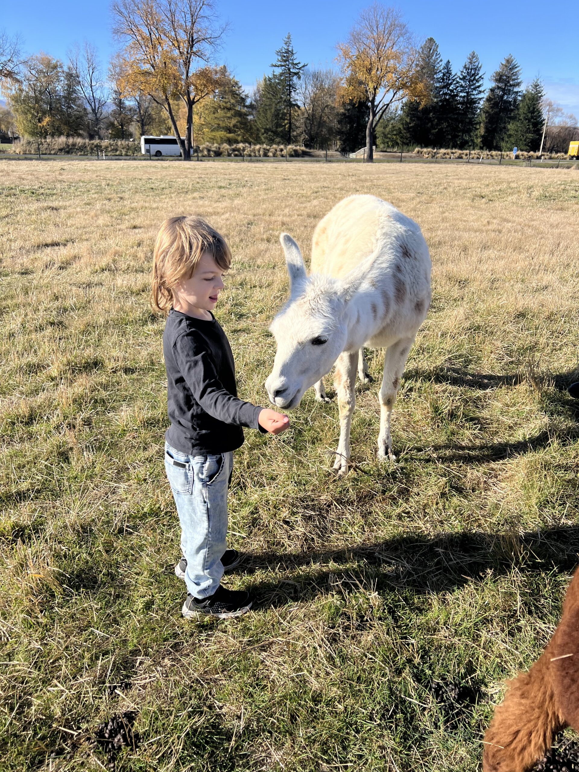 Gallery – Alpine Alpacas Fairlie