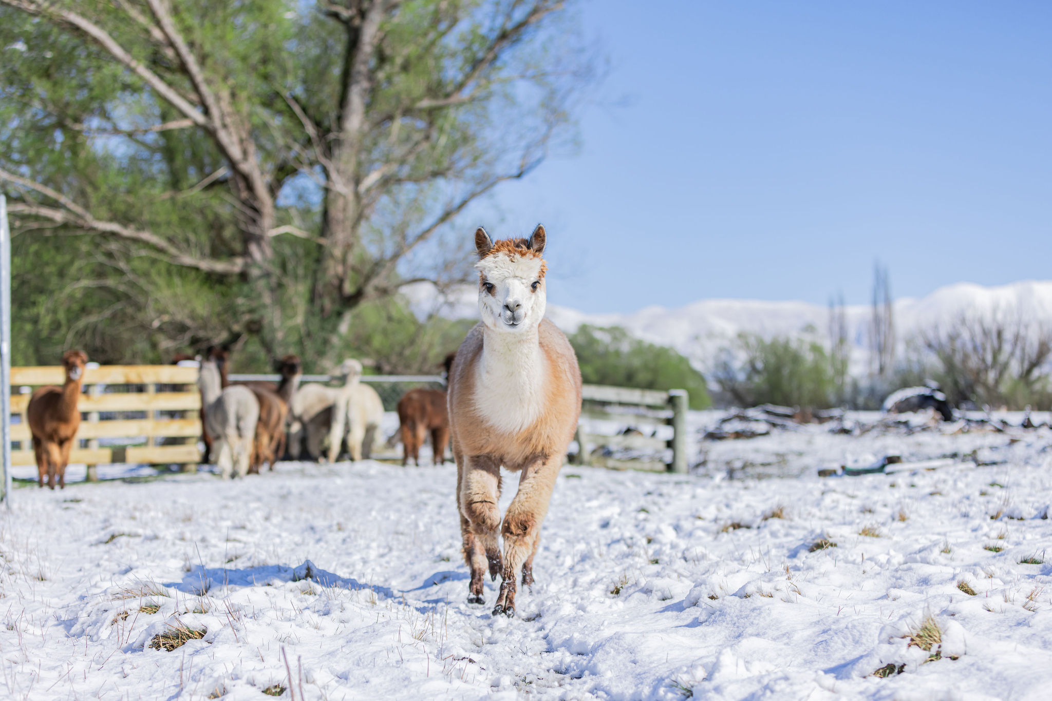 Alpine Alpacas Fairlie – Tours and Treasures await at Alpine Alpacas
