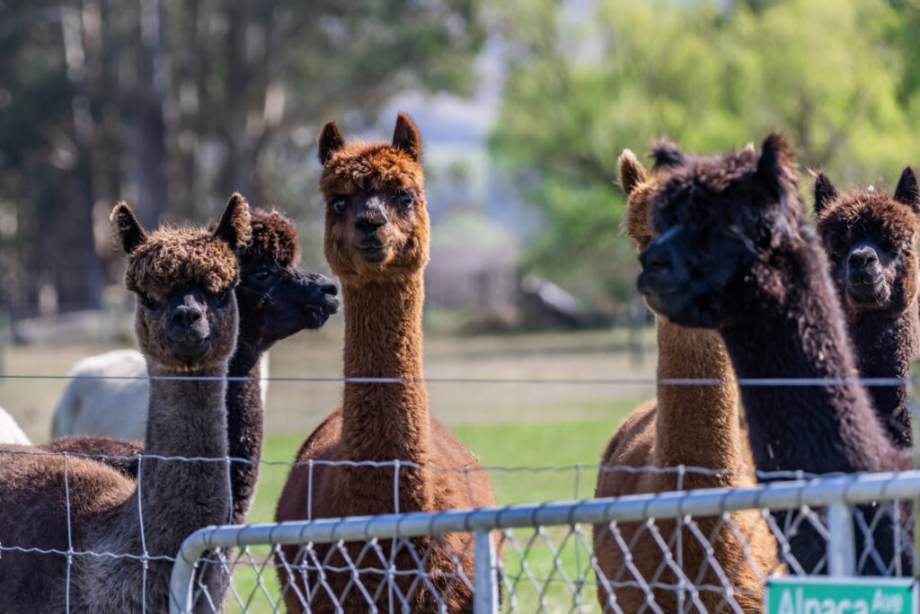 Alpine Alpacas Fairlie – Tours and Treasures await at Alpine Alpacas